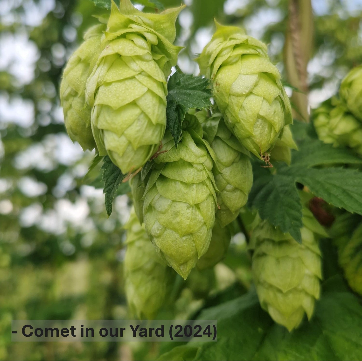 Top 5 Hop Varieties Sold In 2024 – A Plus Hops